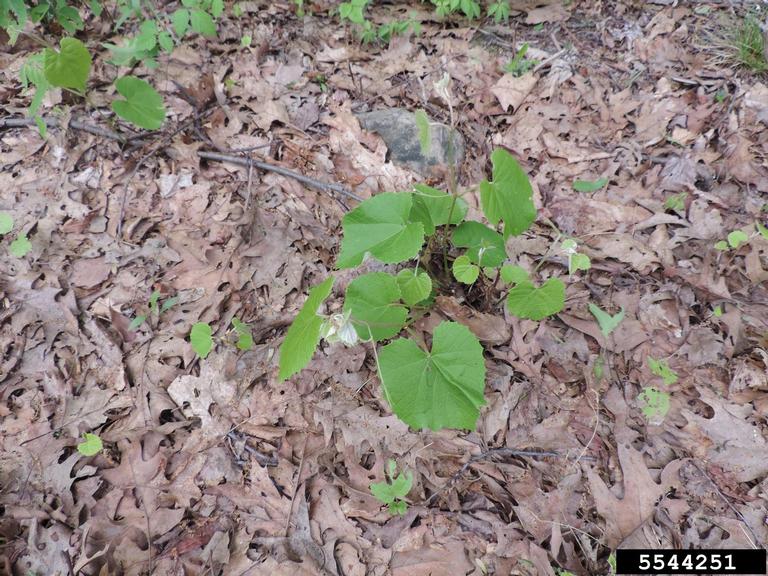 fox grape (Vitis labrusca L.)
