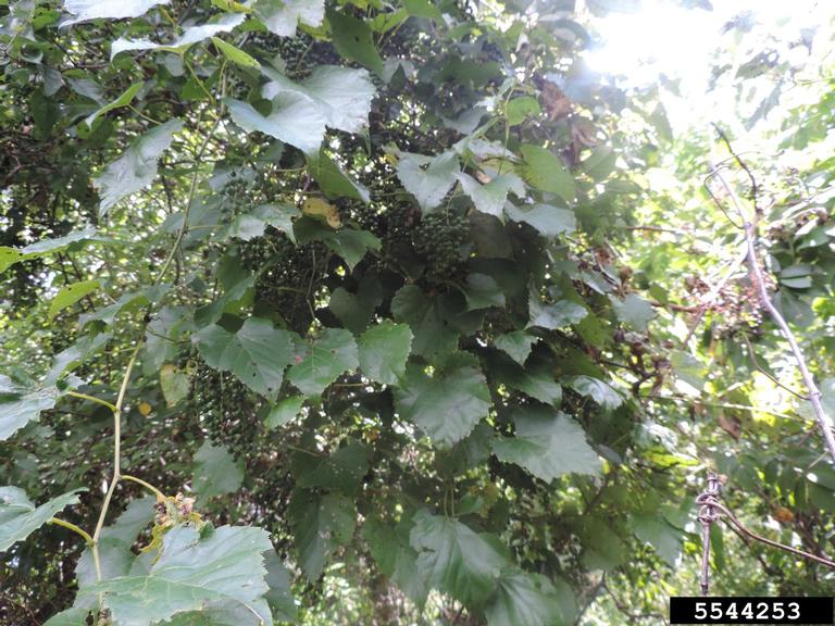 fox grape (Vitis labrusca)