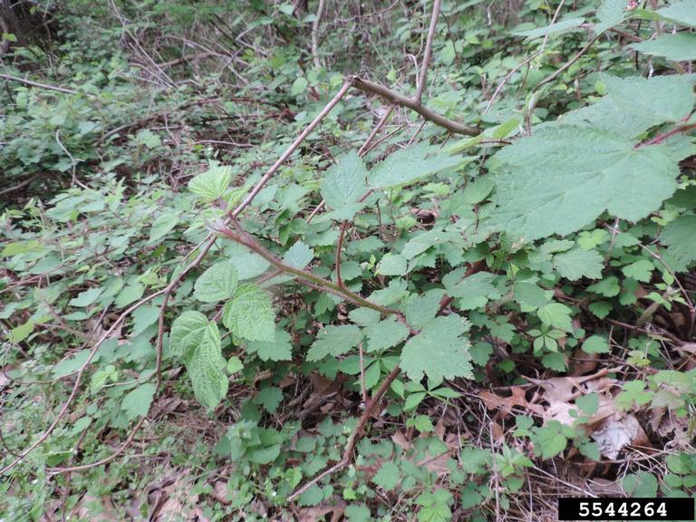 wine raspberry (Rubus phoenicolasius Maxim.)