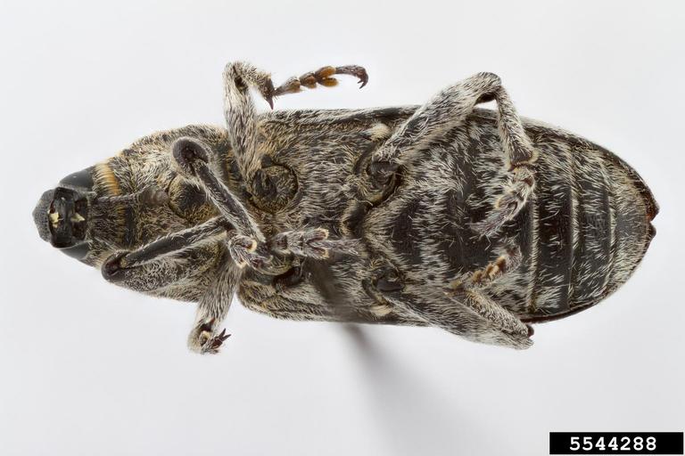 Cylindrical weevil (Scaphomorphus trivittatus Say)