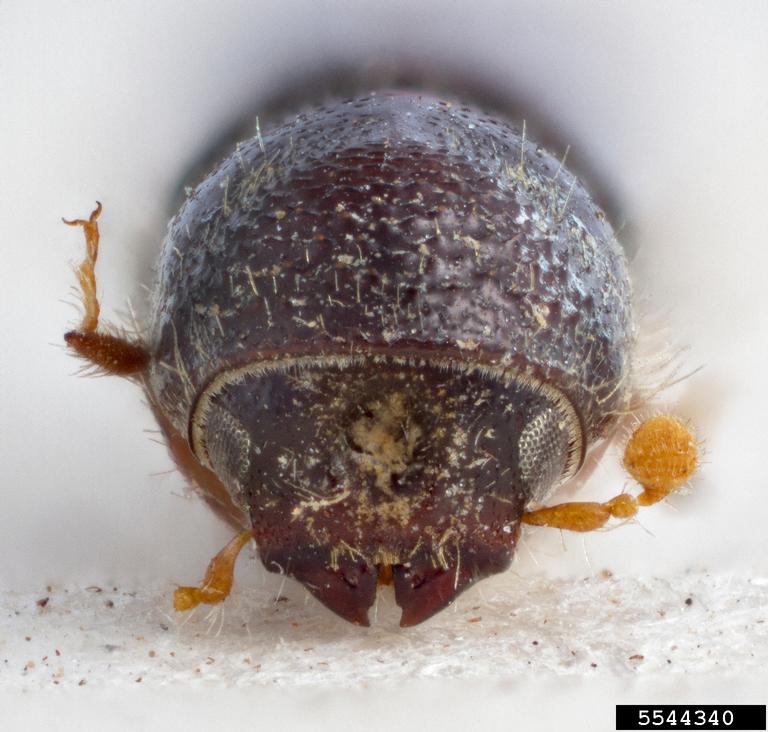bark beetle (Pityogenes trepanatus (Nördlinger, 1848))