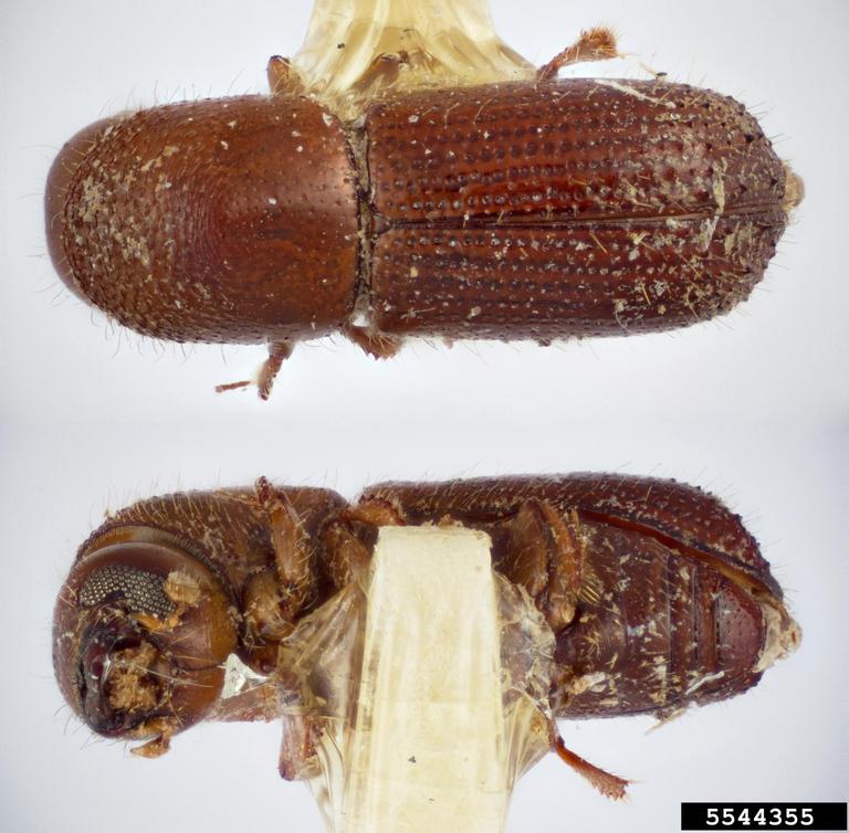ambrosia beetle (Xyleborus volvulus)