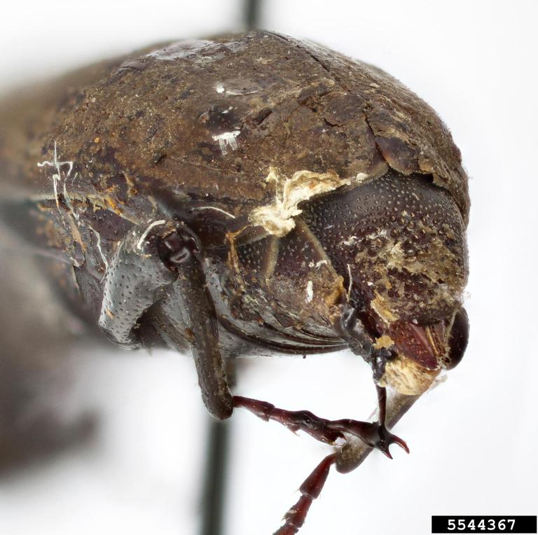 Hunting billbug (Sphenophorus venatus)