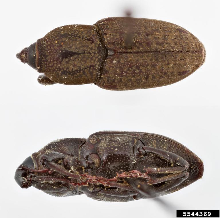 Hunting billbug (Sphenophorus venatus (Say))