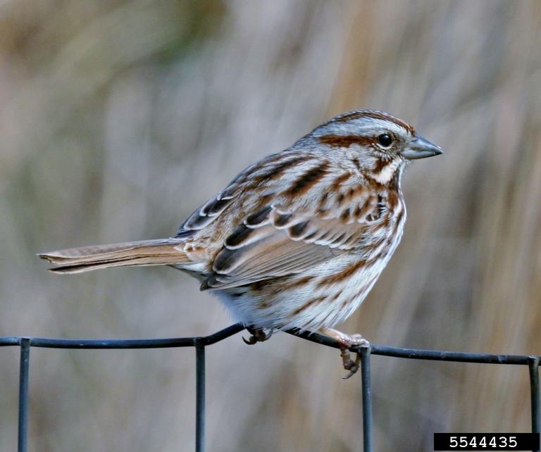 savannah sparrow (Passerculus sandwichensis (Gmelin, 1789))