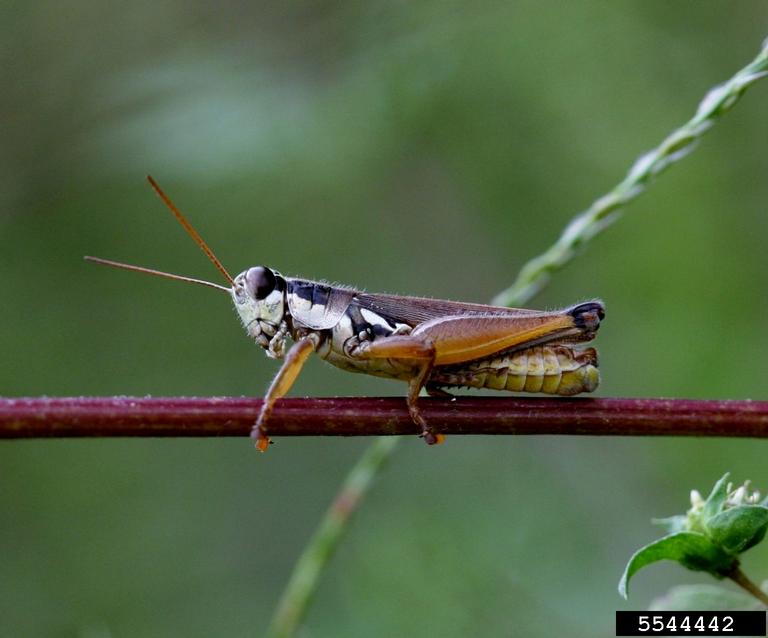 grasshoppers (family Acrididae) (Family Acrididae)