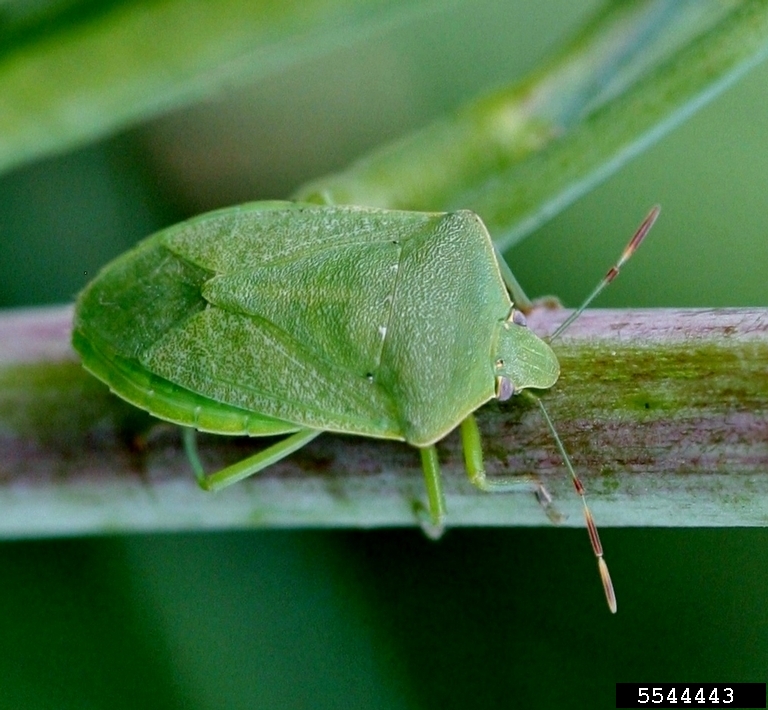 southern green stink bug (Nezara viridula (Linnaeus, 1758))