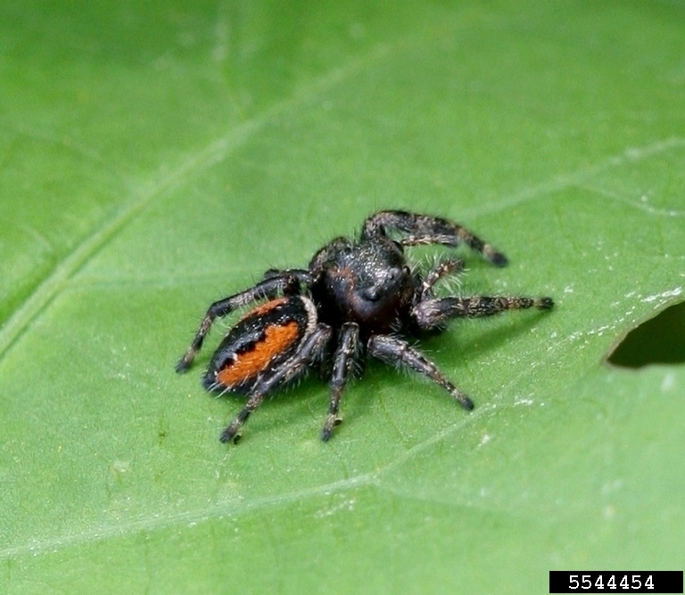 jumping spider (Genus Phidippus C. L. Koch, 1846)