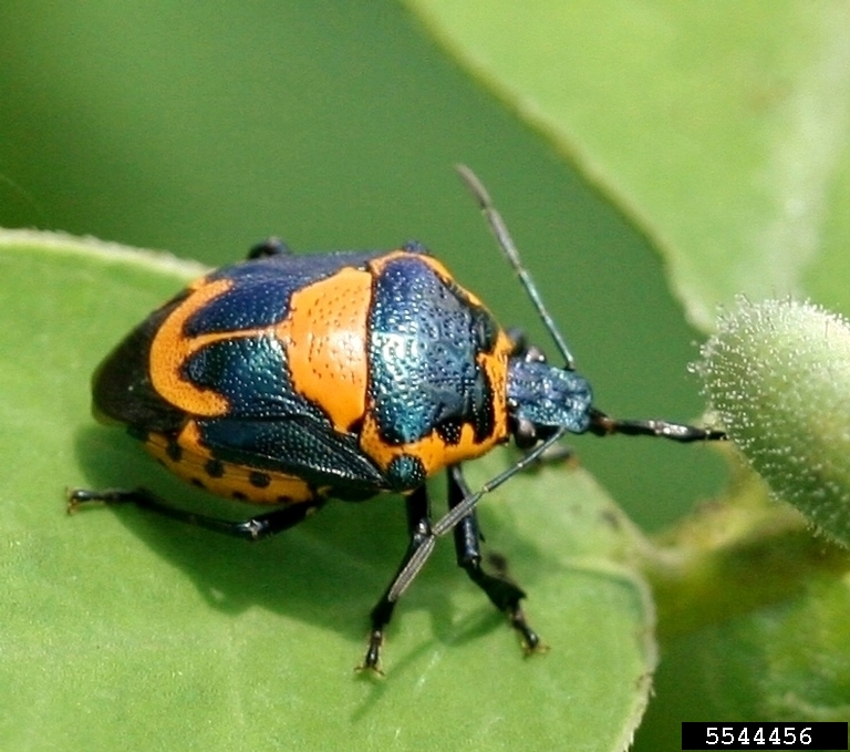 anchor stink bug (Stiretrus anchorago Fabricius)