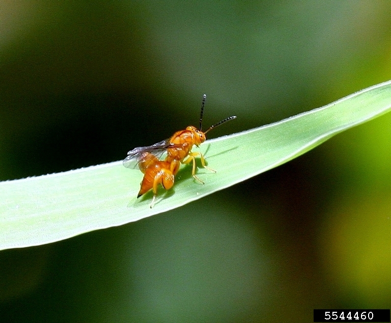 chalcid wasps (Family Chalcididae Latreille, 1817)