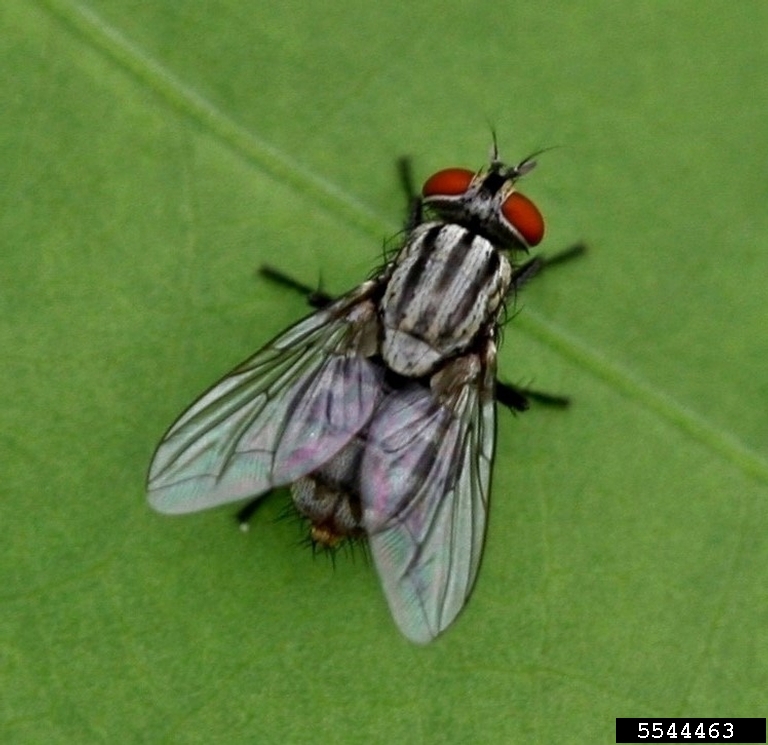 flesh flies (Genus Sarcophaga Meigen 1826)