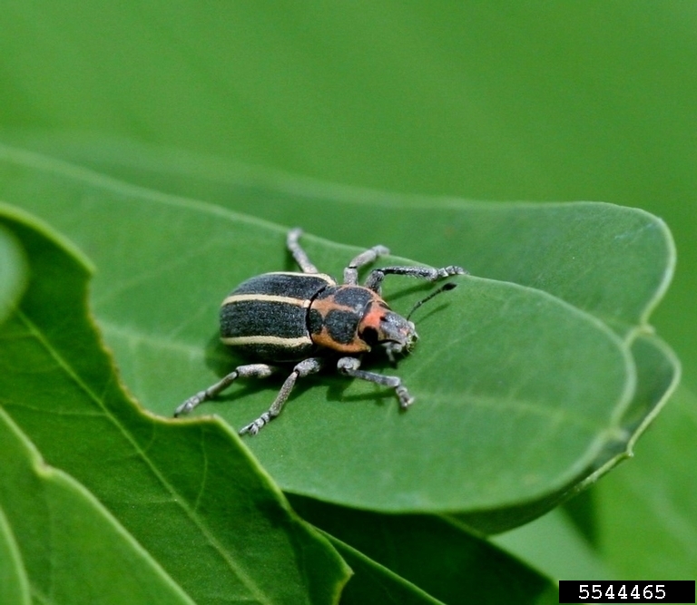 sesbania clown weevil (Eudiagogus pulcher Fahraeus, 1840)