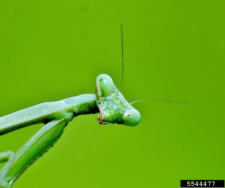 Chinese mantid (Tenodera sinensis)