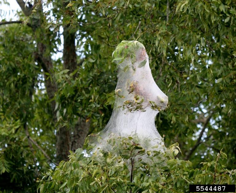fall webworm (Hyphantria cunea ) on pecan (Carya illinoinensis ) - 5544487