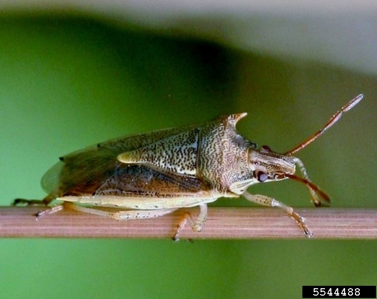 rice stink bug (Oebalus pugnax)