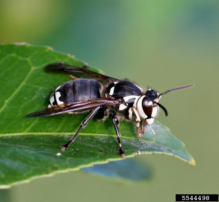 baldfaced hornet, Dolichovespula maculata (Hymenoptera: Vespidae) - 5544498