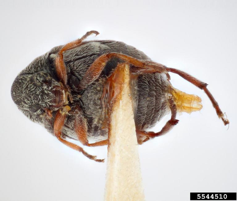 Bean weevil (Acanthoscelides aequalis)