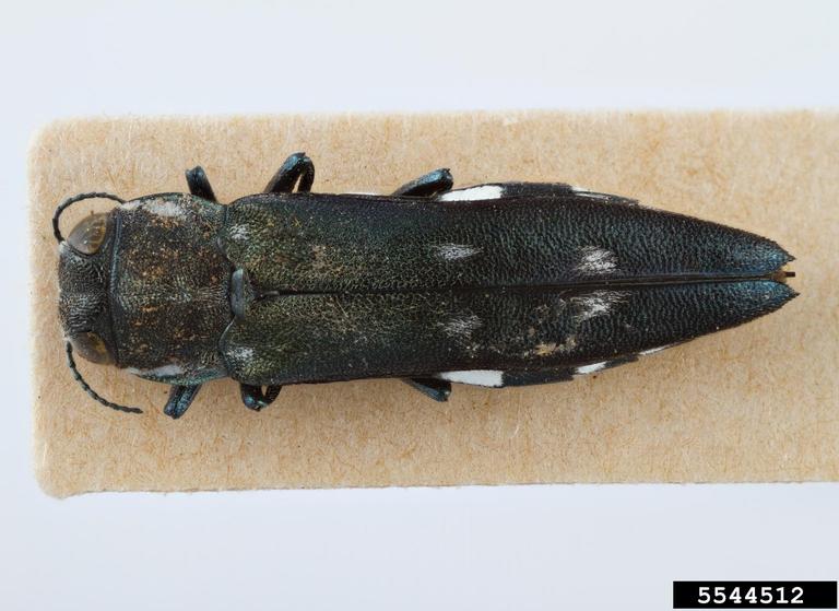 metallic wood-boring beetle (Agrilus ater Linneaus)