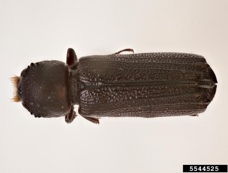 horned powder-post beetle (Apate indistincta Murray)
