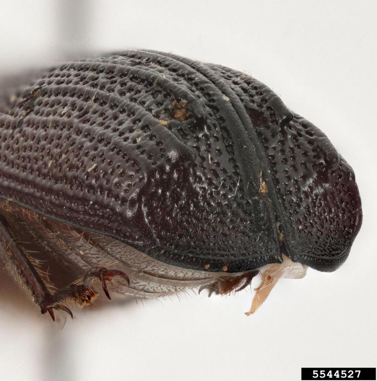 horned powder-post beetle (Apate indistincta Murray)