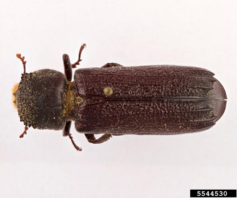 powderpost beetle (Apate terebrans (Pallas, 1772))