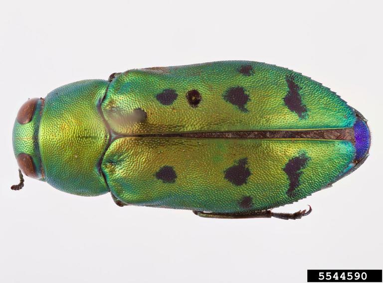 metallic wood-boring beetle (Chrysobothris socialis ssp. socialis ...