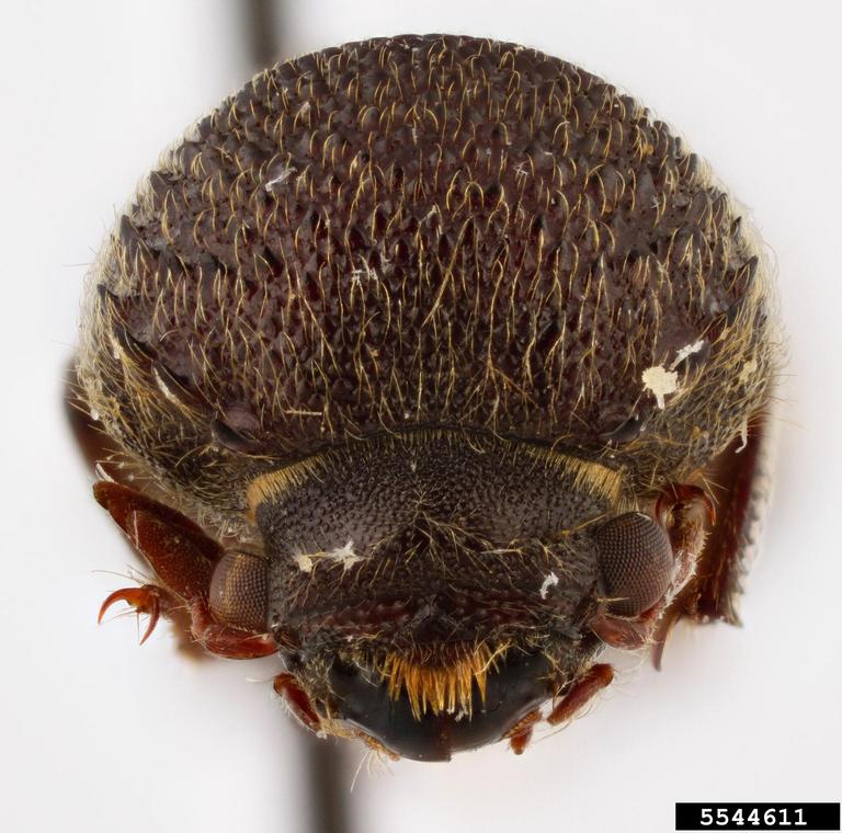 auger beetle (Sinoxylon crassum)