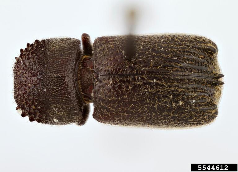 auger beetle (Sinoxylon crassum)