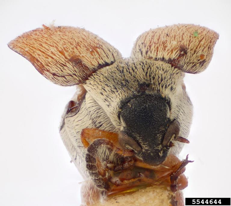 Bean weevil (Acanthoscelides collusus)