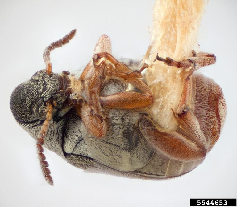 Bean weevil (Acanthoscelides collusus)