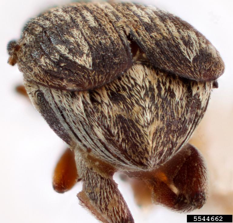 Bean weevil (Acanthoscelides cuernavaca)