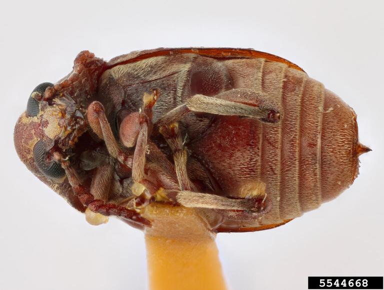 Bean weevil (Acanthoscelides oblongoguttatus)