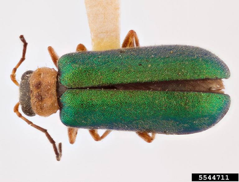 leaf beetle (Apophylia flavovirens (Fairmaire))