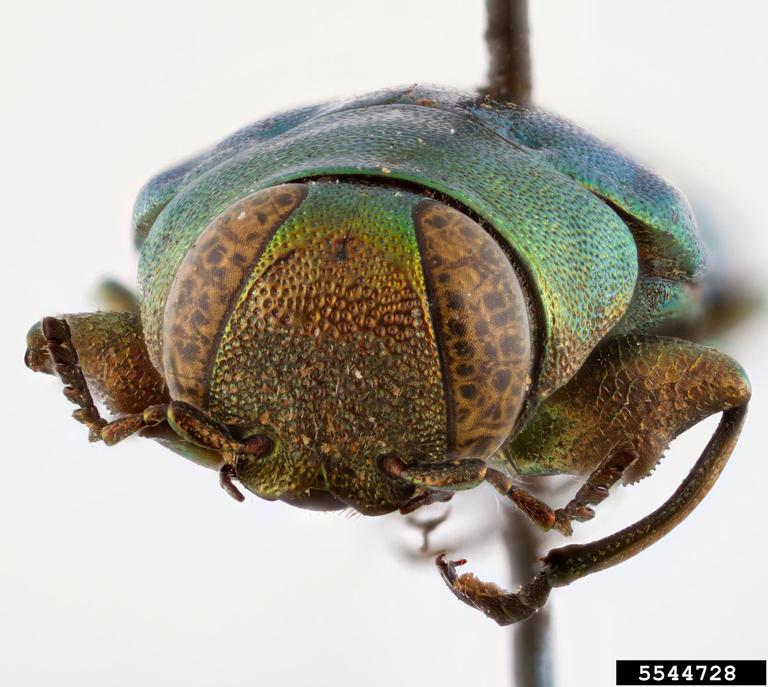 metallic wood-boring beetle (Chrysobothris socialis ssp. socialis ...