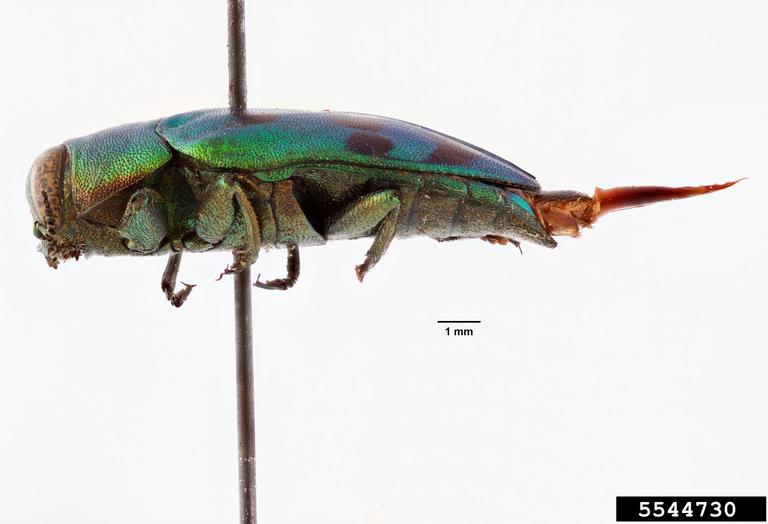 metallic wood-boring beetle (Chrysobothris socialis ssp. socialis ...