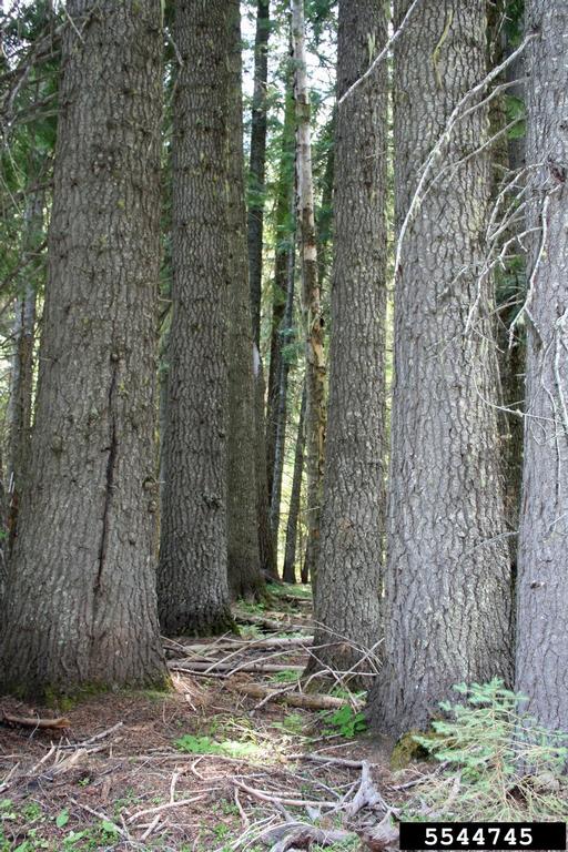 grand fir (Abies grandis (Dougl. ex D.Don) Lindl.)