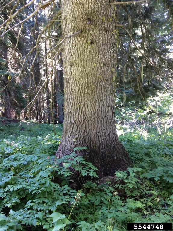 grand fir (Abies grandis)