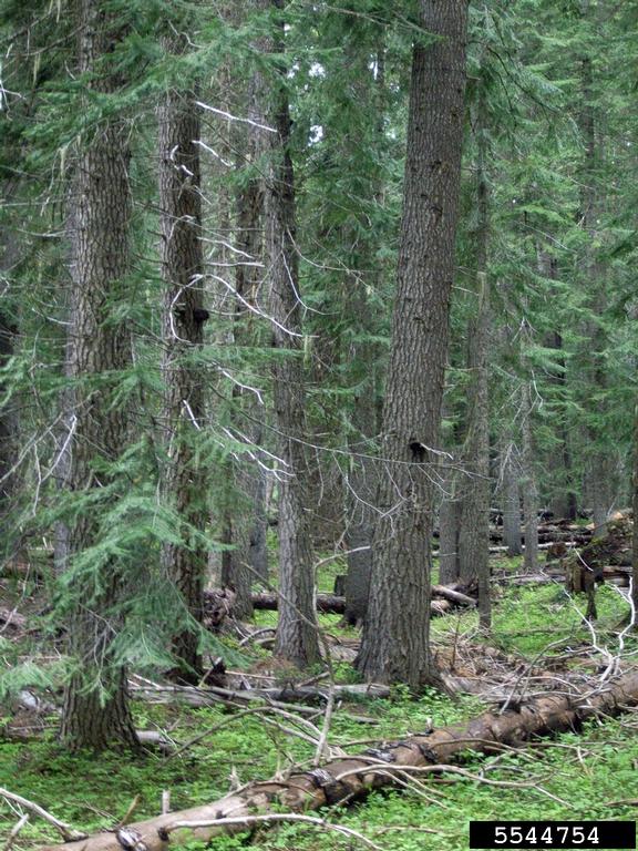 grand fir, Douglas-fir, and associated species (Eastern Oregon and ...