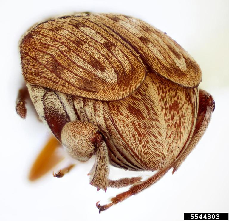 Bean Weevil (Acanthoscelides zeteki Kingsolver)