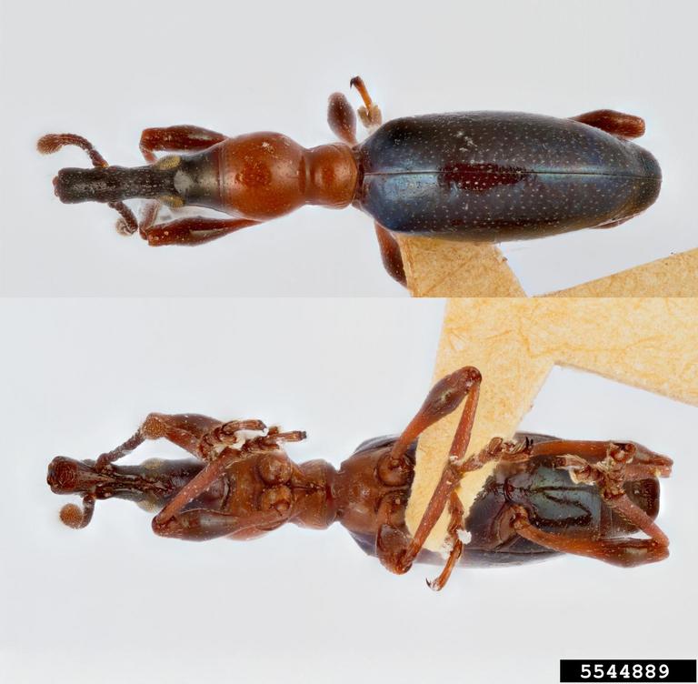 sweetpotato weevil (Cylas formicarius)
