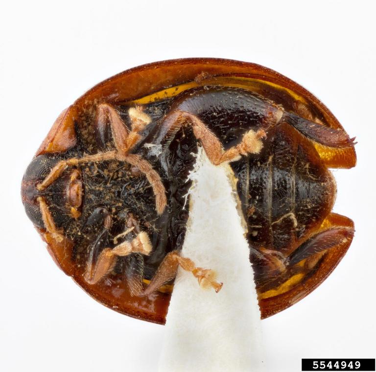 flea beetle (Argopistes biplagiatus Motschulsky)