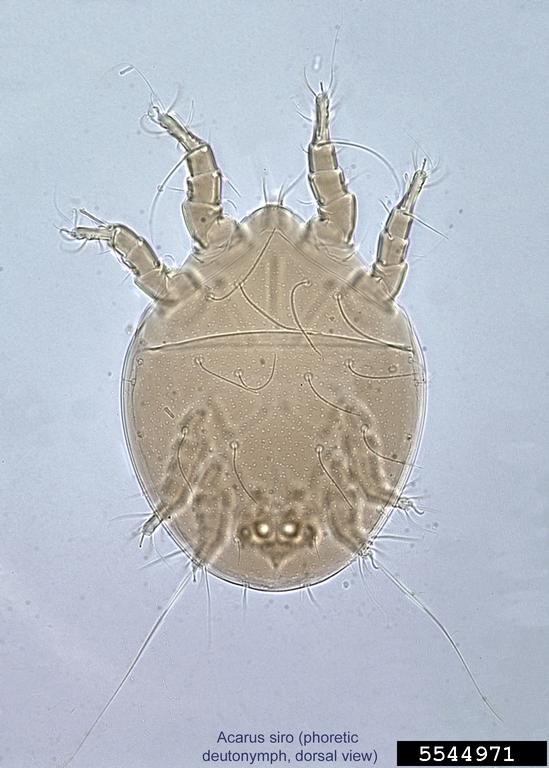 grain mite (Acarus siro)