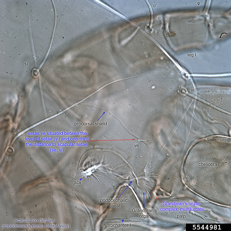 grain mite (Acarus siro)