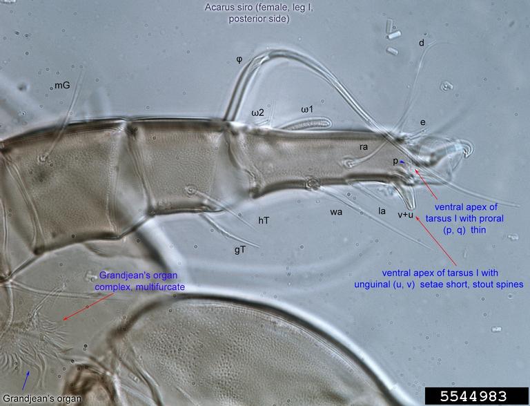grain mite (Acarus siro)