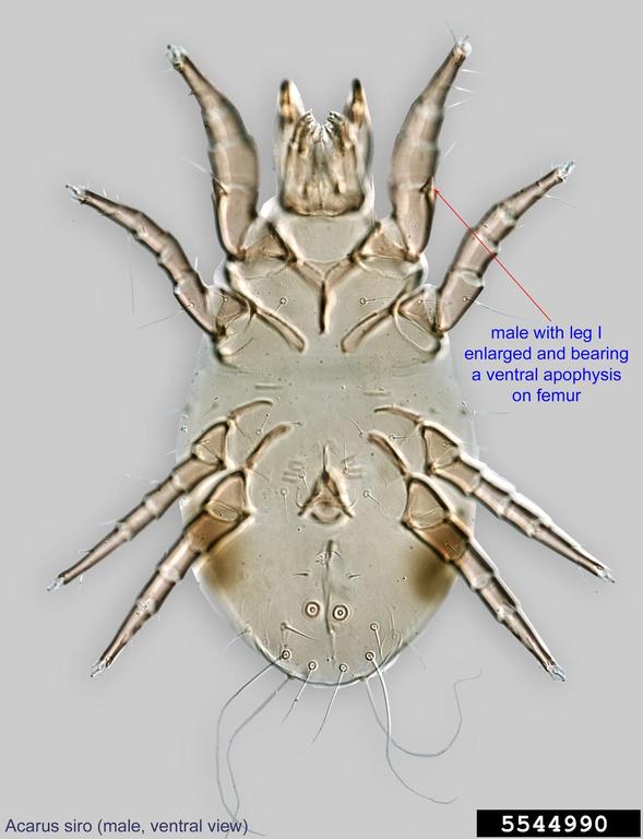 grain mite (Acarus siro Linnaeus)