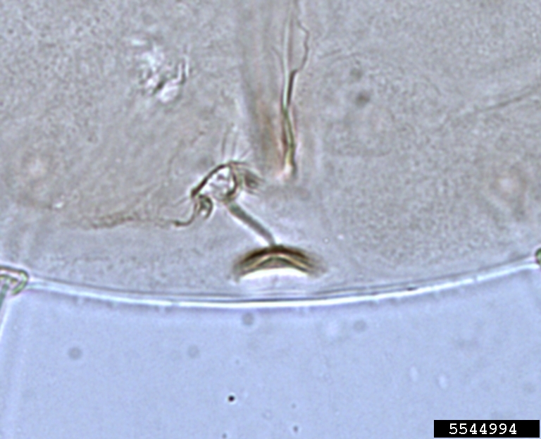 grain mite (Acarus siro)