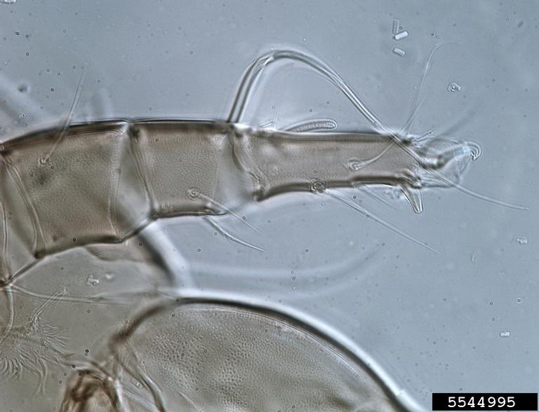 grain mite, Acarus siro (Acari: Acaridae) - 5544995