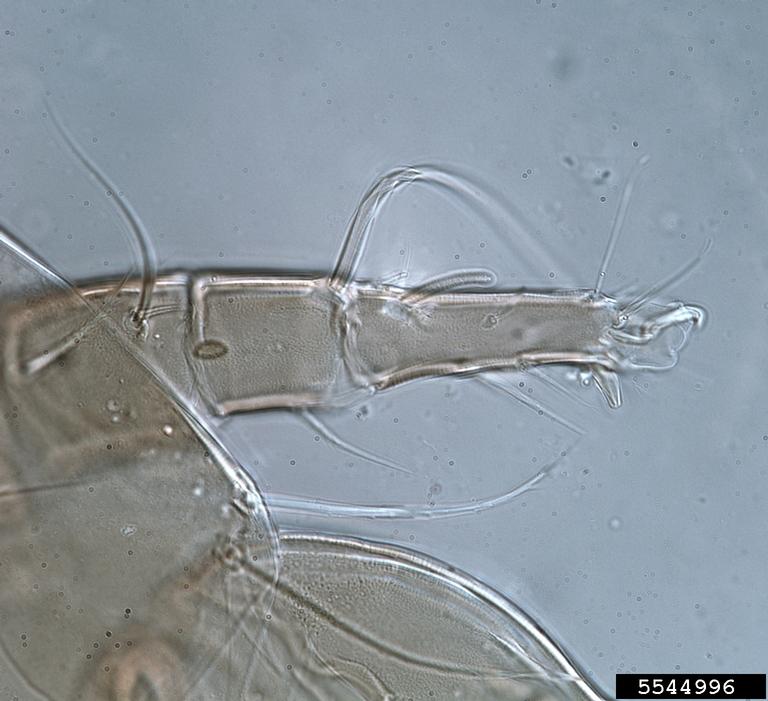 grain mite (Acarus siro)
