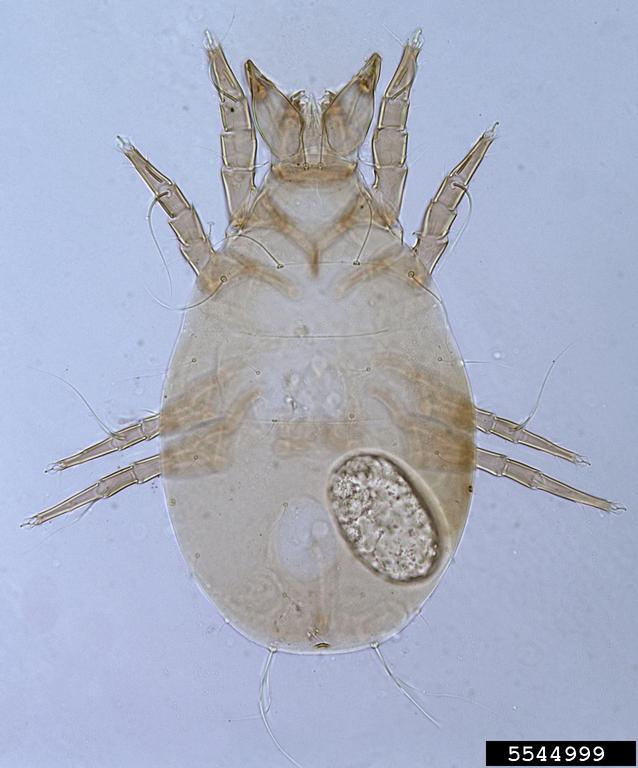 grain mite (Acarus siro Linnaeus)
