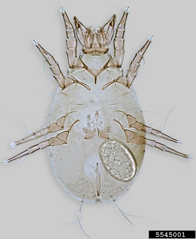 grain mite (Acarus siro)